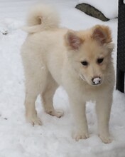 Islandsk Fårehund - find din nye hvalp på købhund.dk