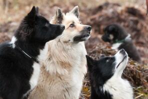 Islandsk Fårehund - find din nye hvalp på købhund.dk